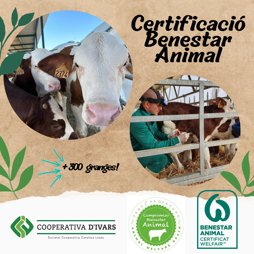 CERTIFICACIONES BIENESTAR ANIMAL GRANJAS DE BOVINO - Cooperativa D'Ivars